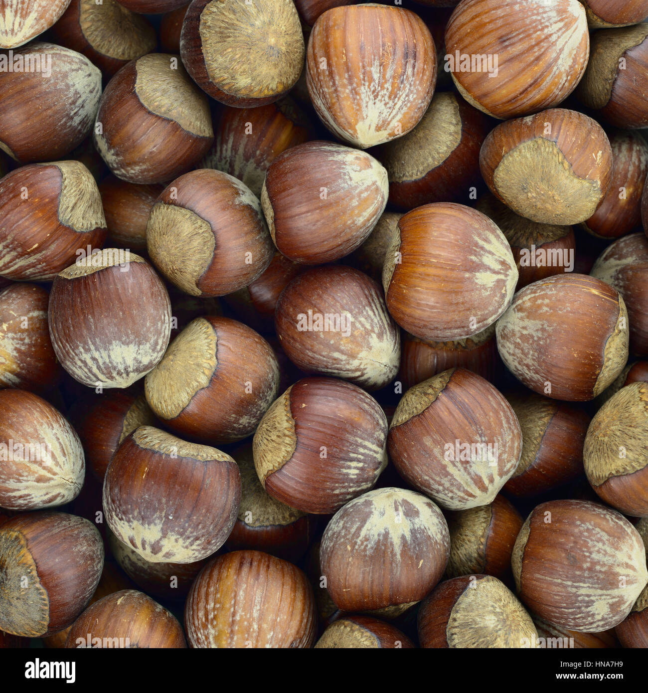 Hazelnut toasted raw autumn food, pattern background texture wallpaper ...