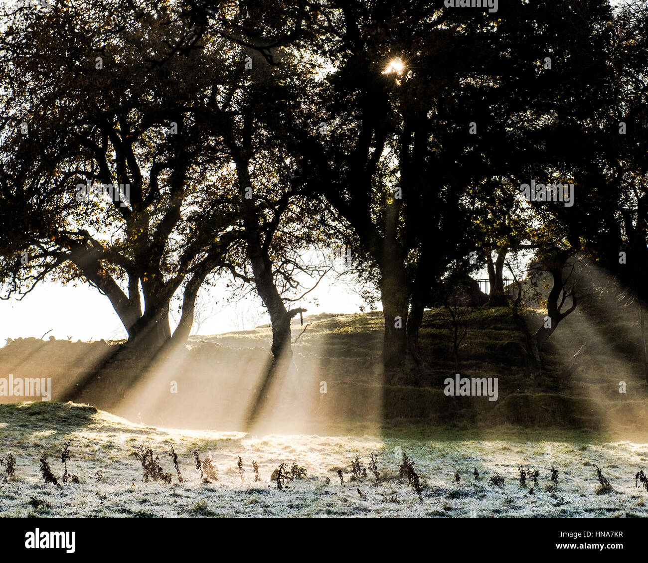 Light through trees hi-res stock photography and images - Alamy