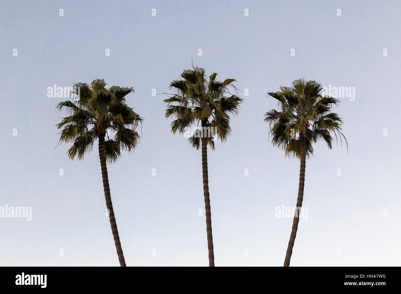 Three Palm Trees Stock Photo - Alamy