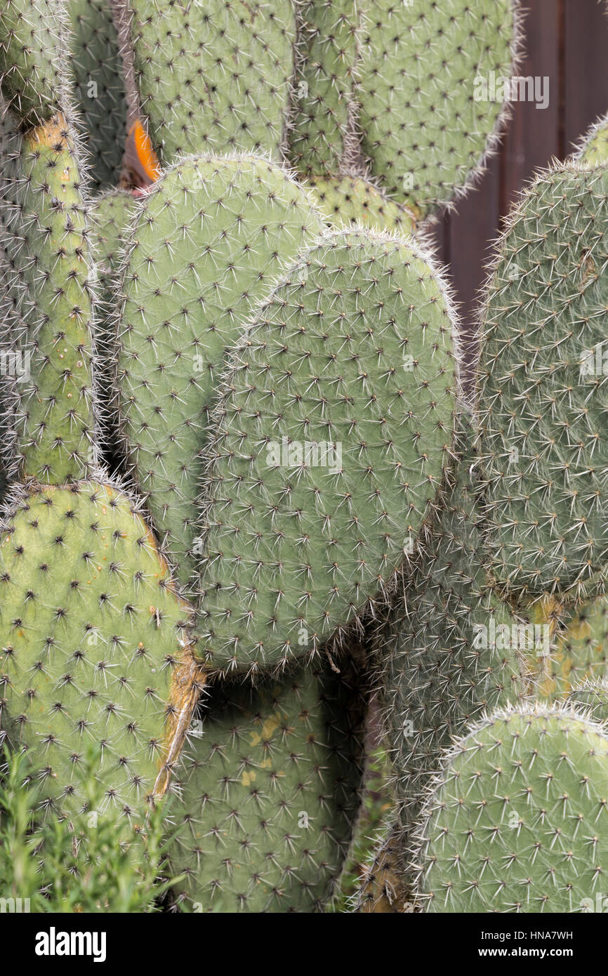 The Green Cactus Stock Photo - Alamy