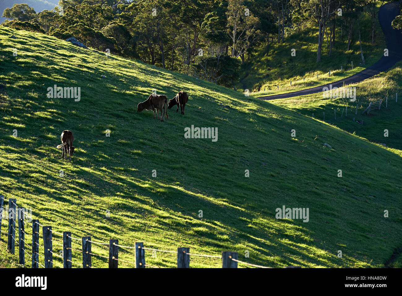 Cattle grazing on slope with bitumen road in background Stock Photo - Alamy