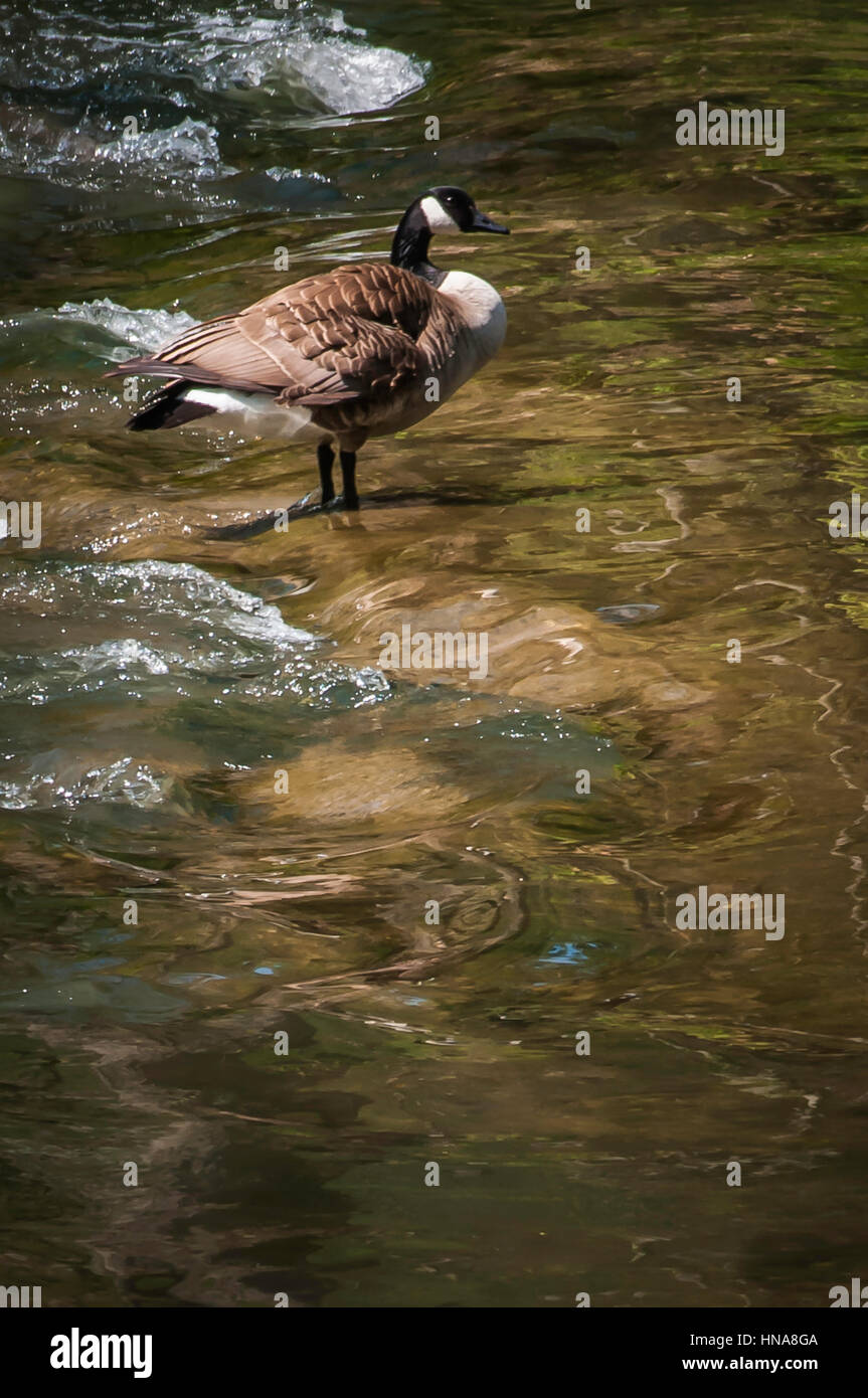 Idyllic landscape. stream with ducks Stock Photo - Alamy