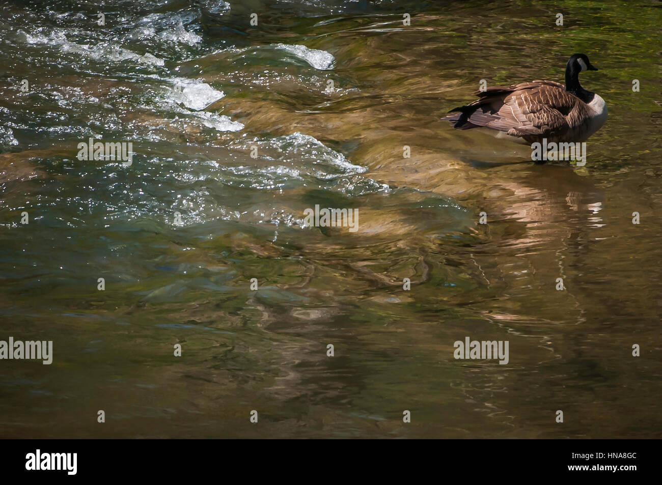 Idyllic landscape. stream with ducks Stock Photo - Alamy