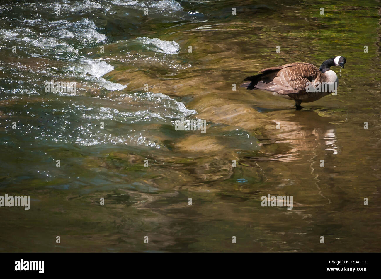Idyllic landscape. stream with ducks Stock Photo - Alamy