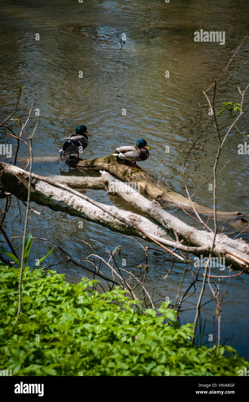 Idyllic landscape. stream with ducks Stock Photo - Alamy