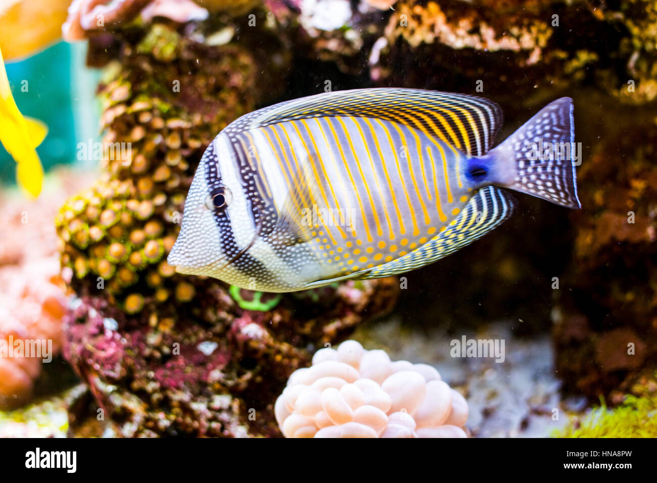 Colorful coral fishes hi-res stock photography and images - Alamy