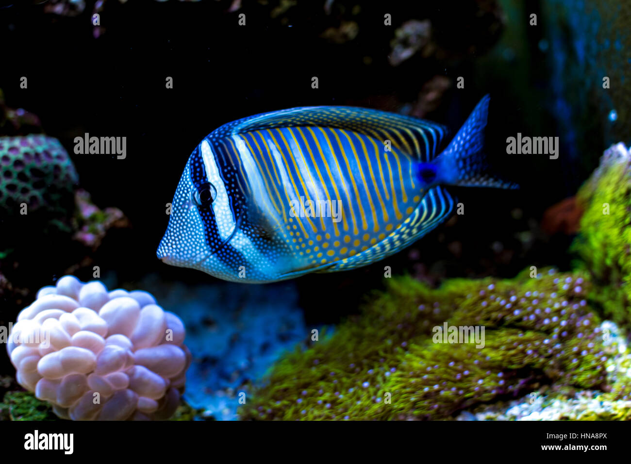 Saltwater fishes hi-res stock photography and images - Alamy