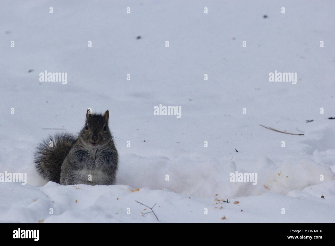 Squirrel in winter Stock Photo - Alamy