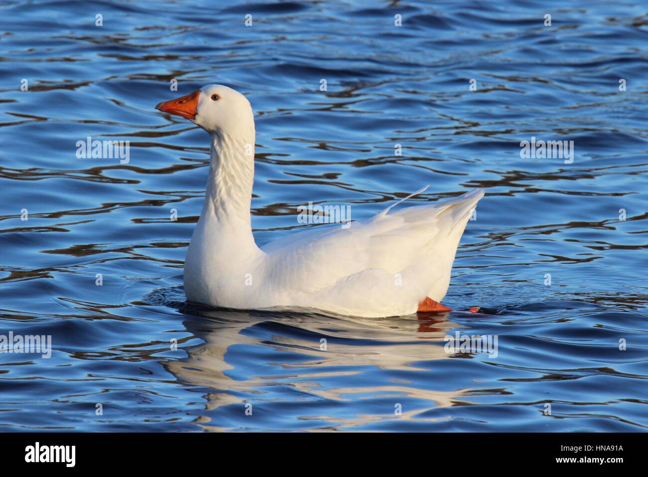 Goose Swimming Stock Photos & Goose Swimming Stock Images - Alamy