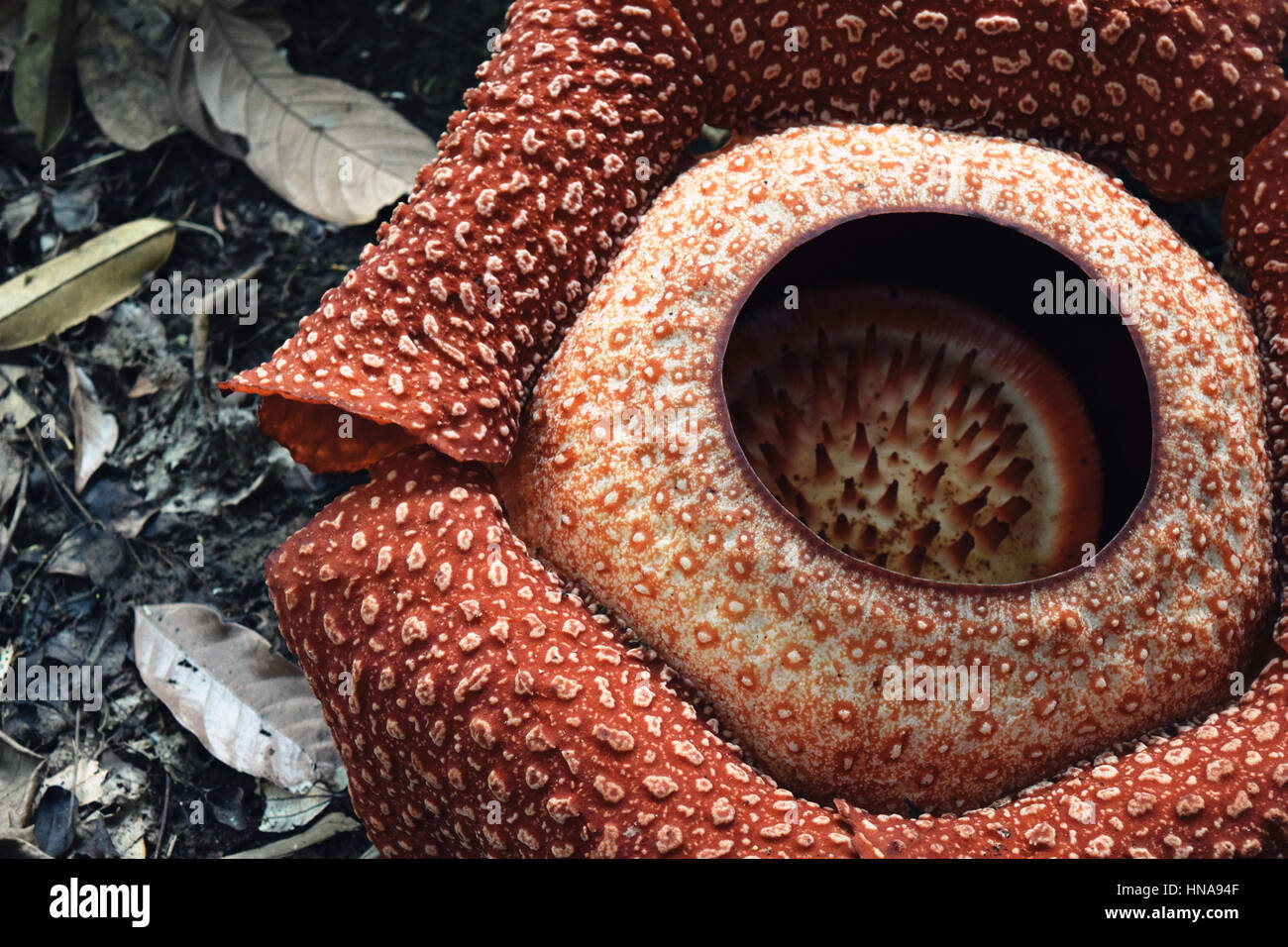 Rare Rafflesia flower Stock Photo - Alamy