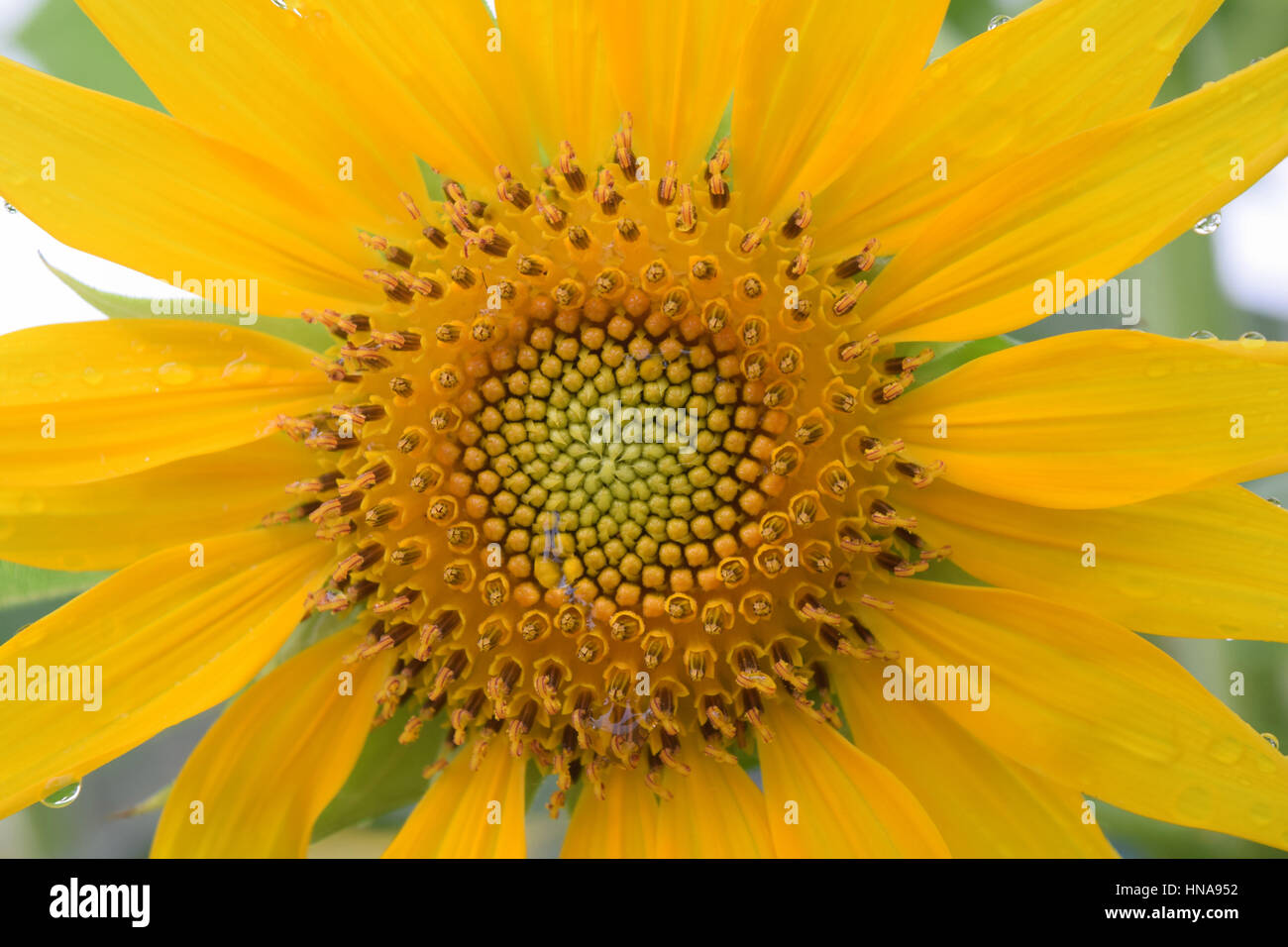 Closeup view of a flower Stock Photo - Alamy
