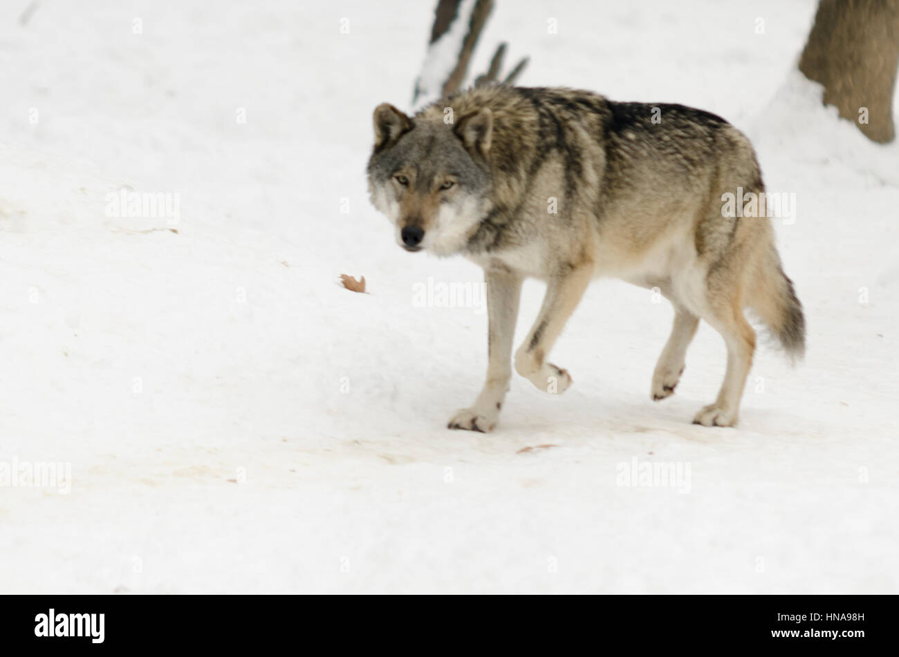 Grey wolves in zoo hi-res stock photography and images - Alamy