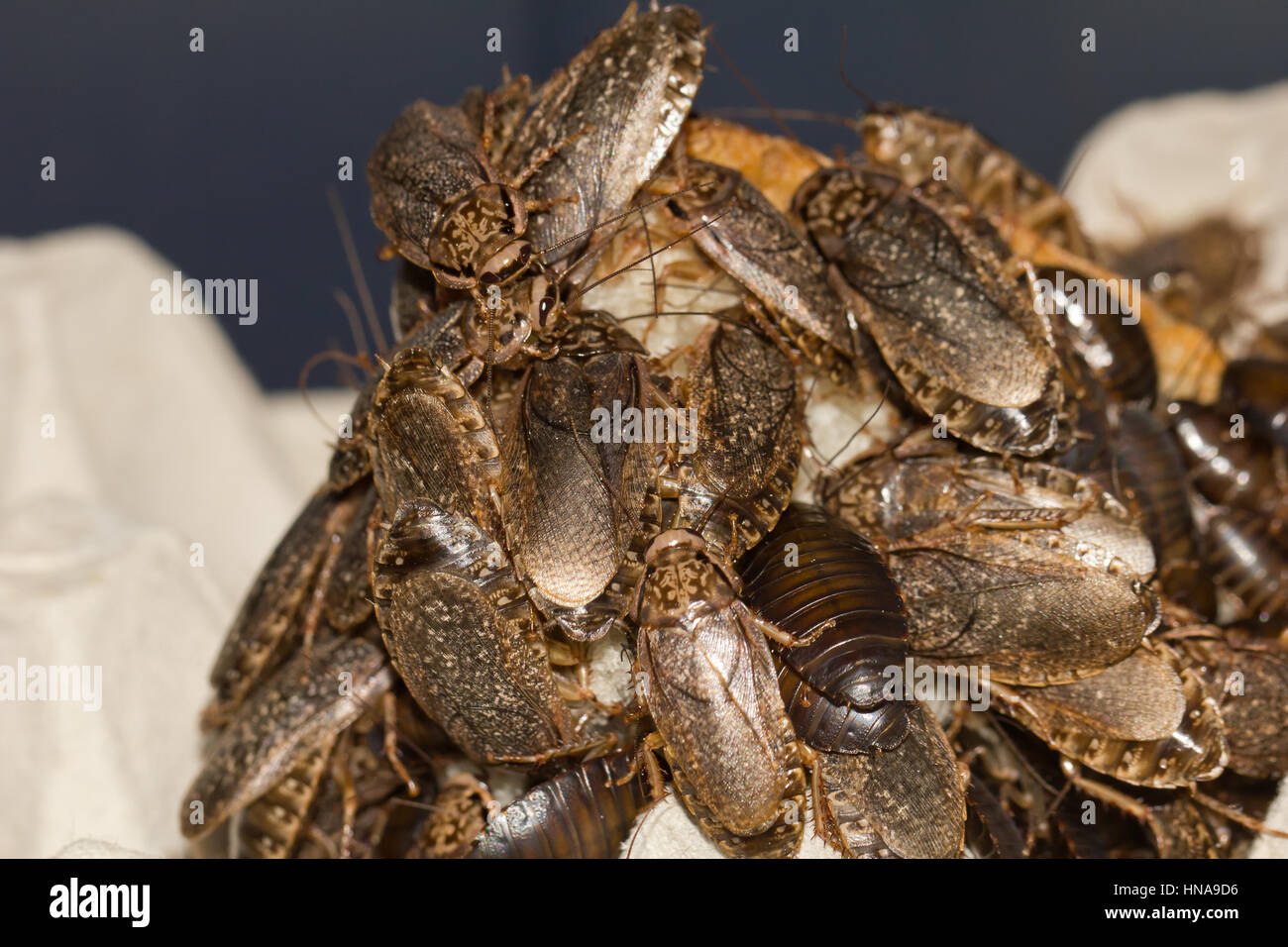 Speckled cockroach hi-res stock photography and images - Alamy