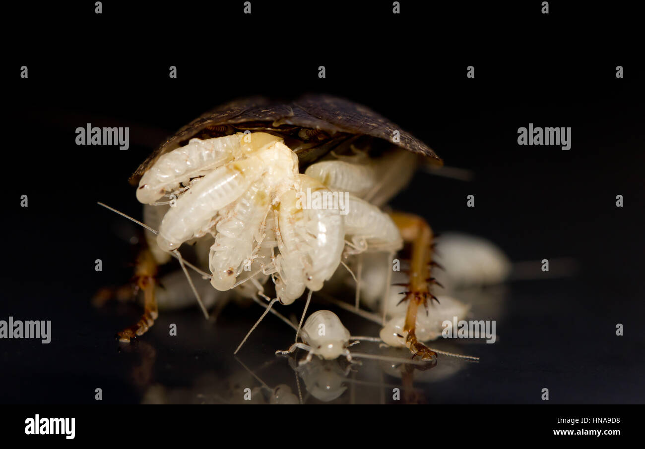 Speckled lobster cockroach Stock Photo - Alamy