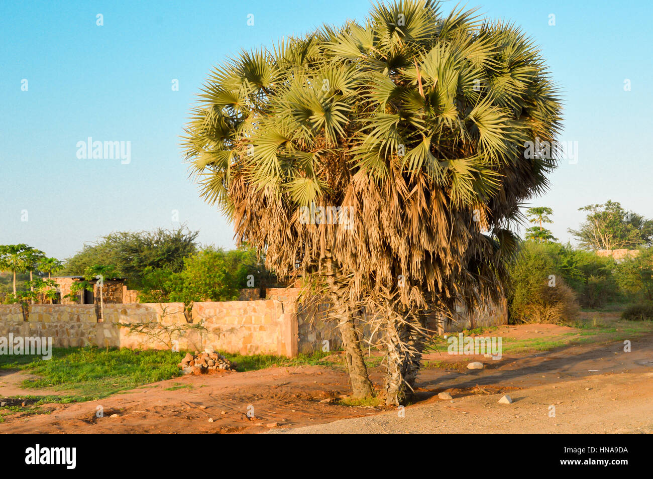 Trio of palm trees on the road from Mombasa to Nairobi in Africa Stock ...