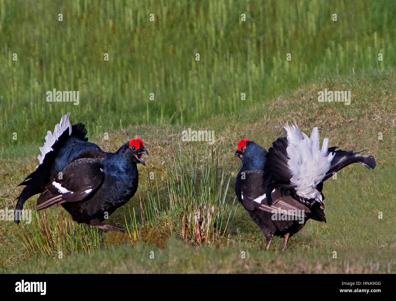 two male black grouse lekking Stock Photo - Alamy