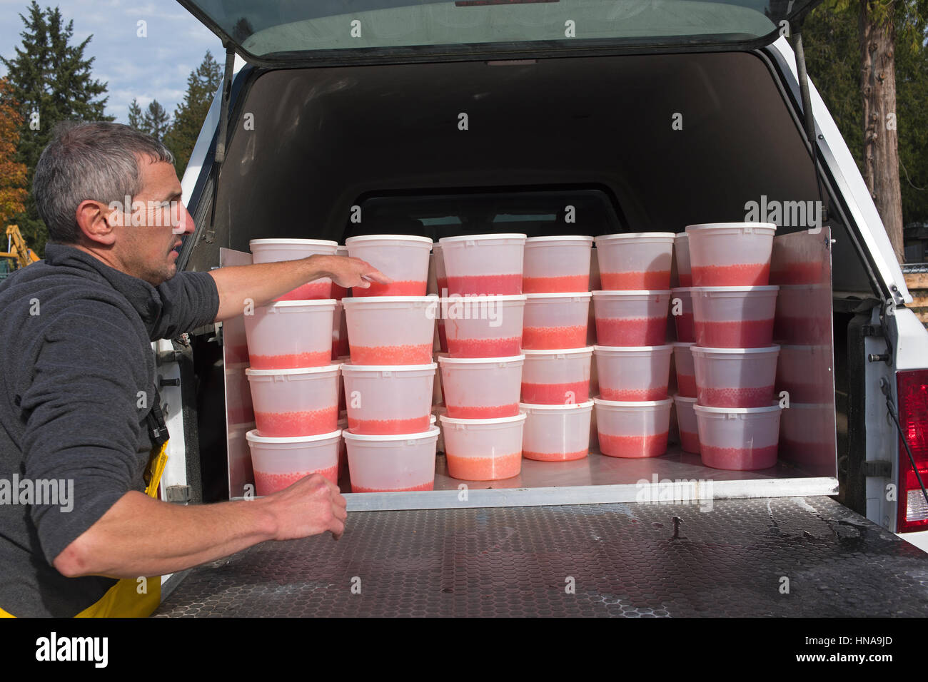 Tubs containing Chinook Salmon eggs ready to be transported up to the ...