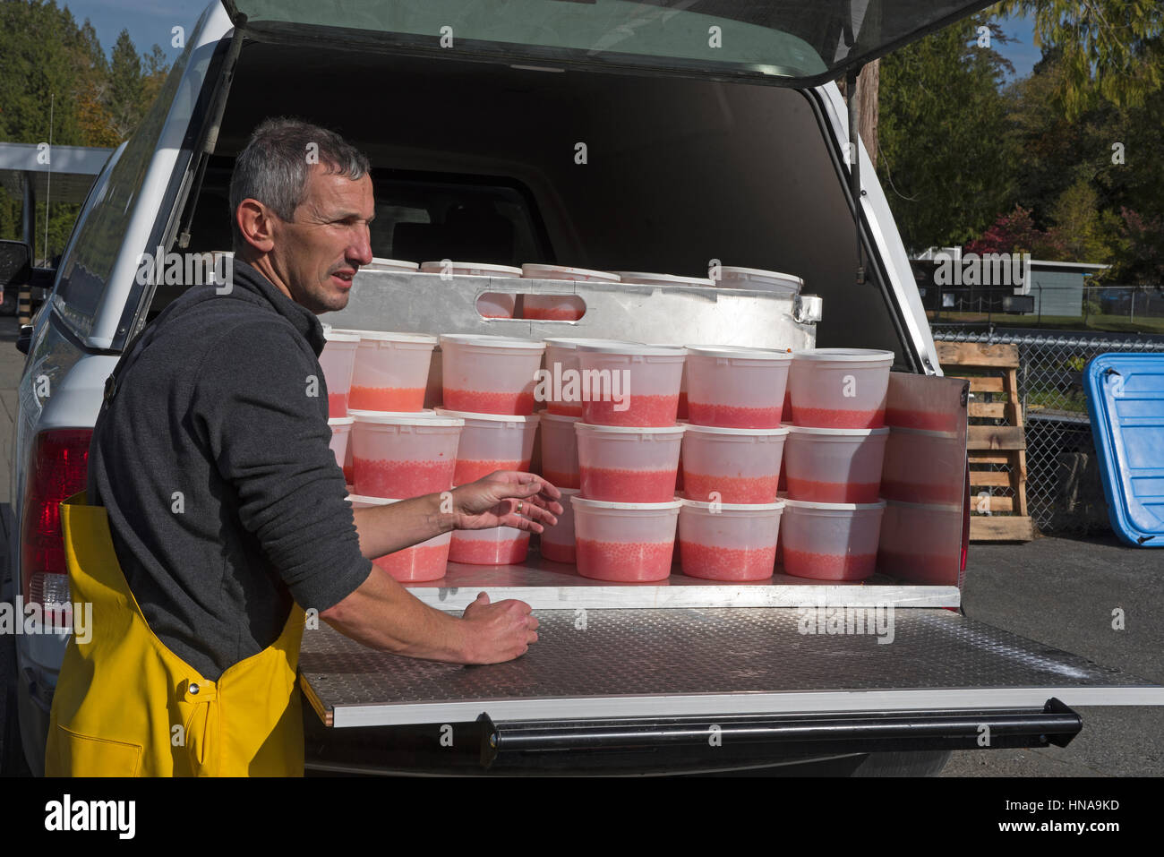 Hatchery chinook salmon hi-res stock photography and images - Alamy