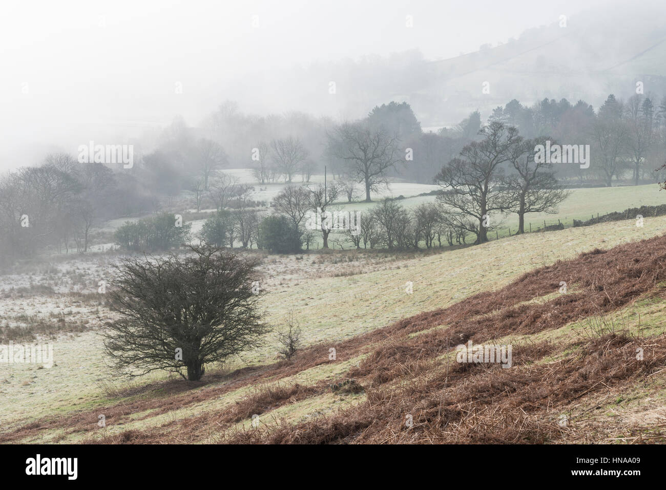 A misty winter morning in the English countryside, Chinley, Derbyshire ...