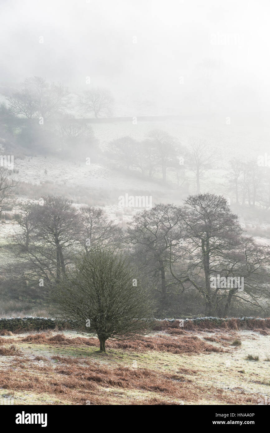 A misty winter morning in the English countryside, Chinley, Derbyshire ...