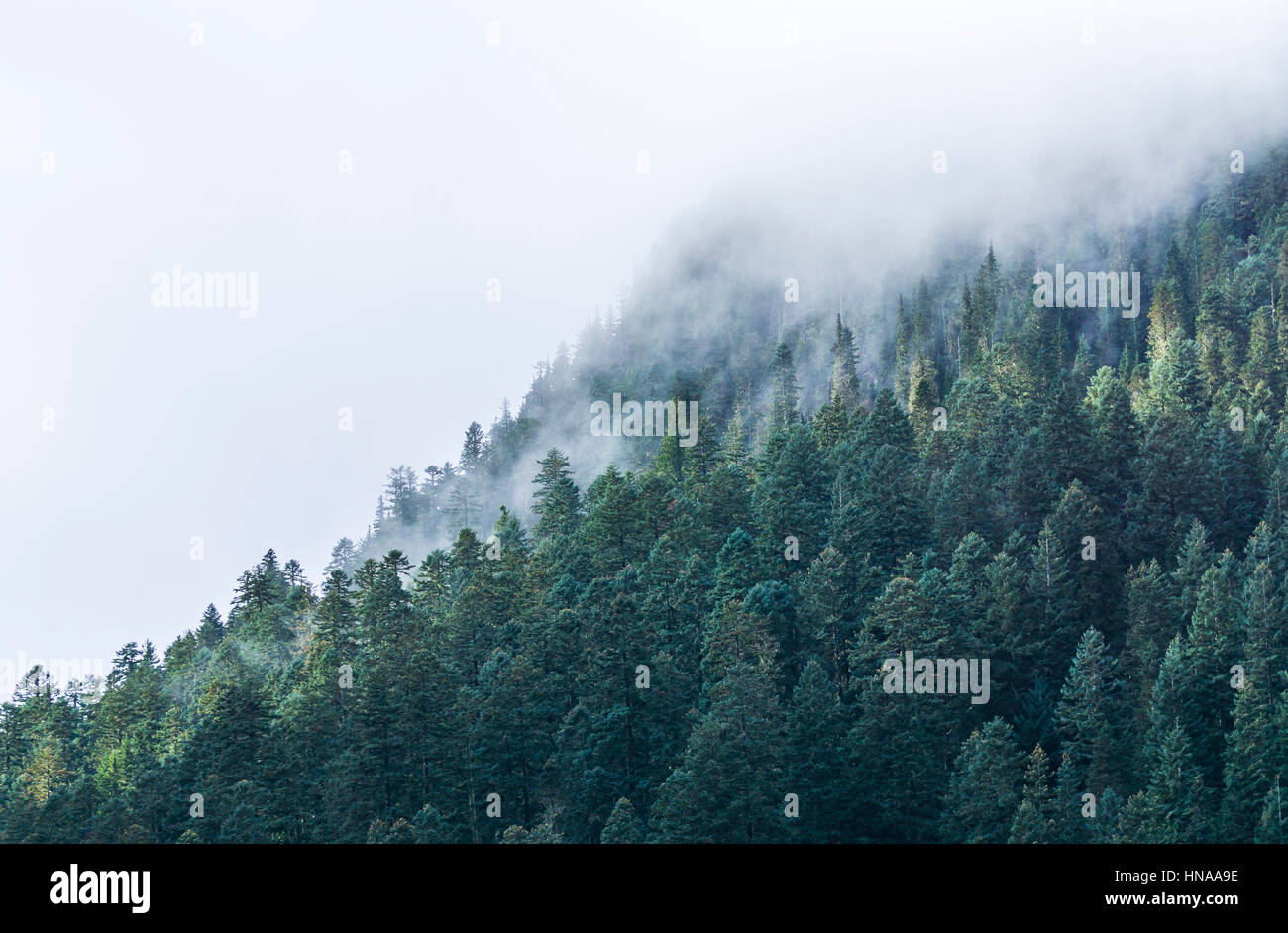 Trees and lake in misty forrest hi-res stock photography and images - Alamy