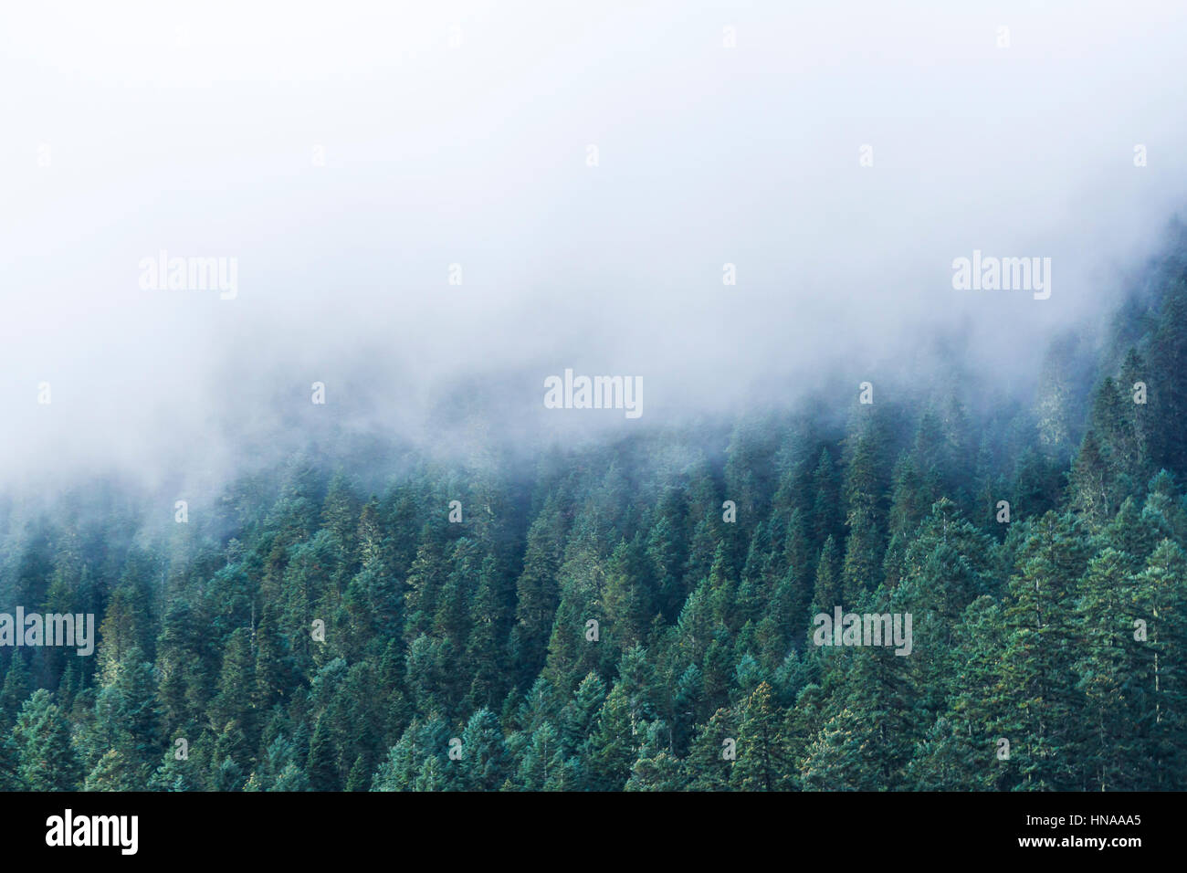 Trees and lake in misty forrest hi-res stock photography and images - Alamy