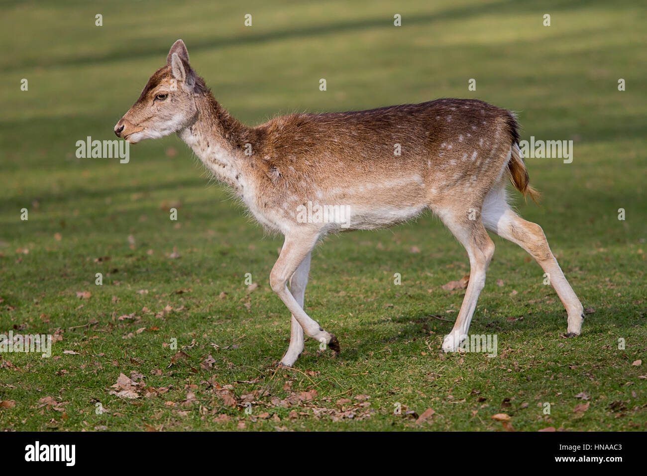 A female fallow deer Stock Photo - Alamy