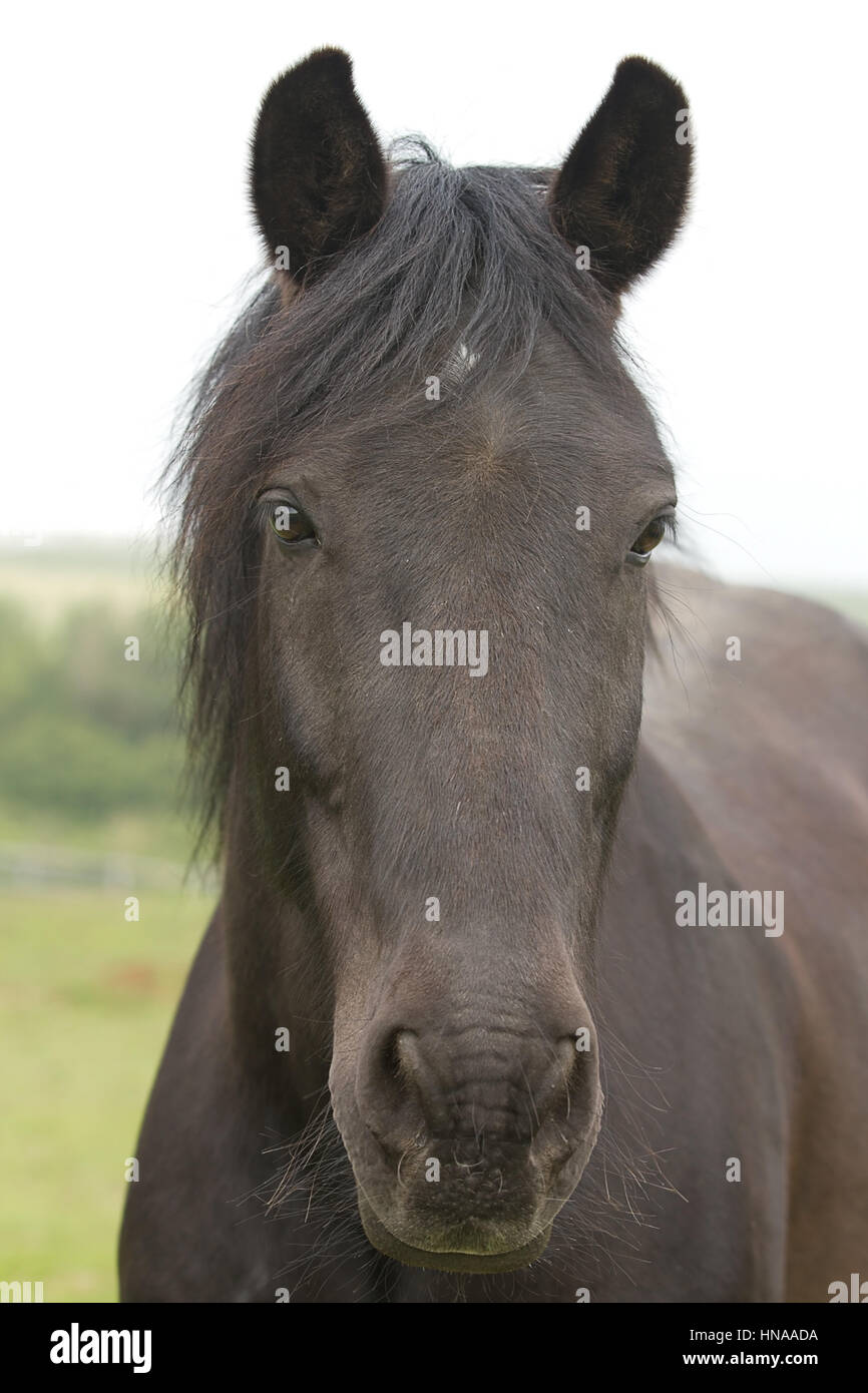 A study of a black pony Stock Photo - Alamy