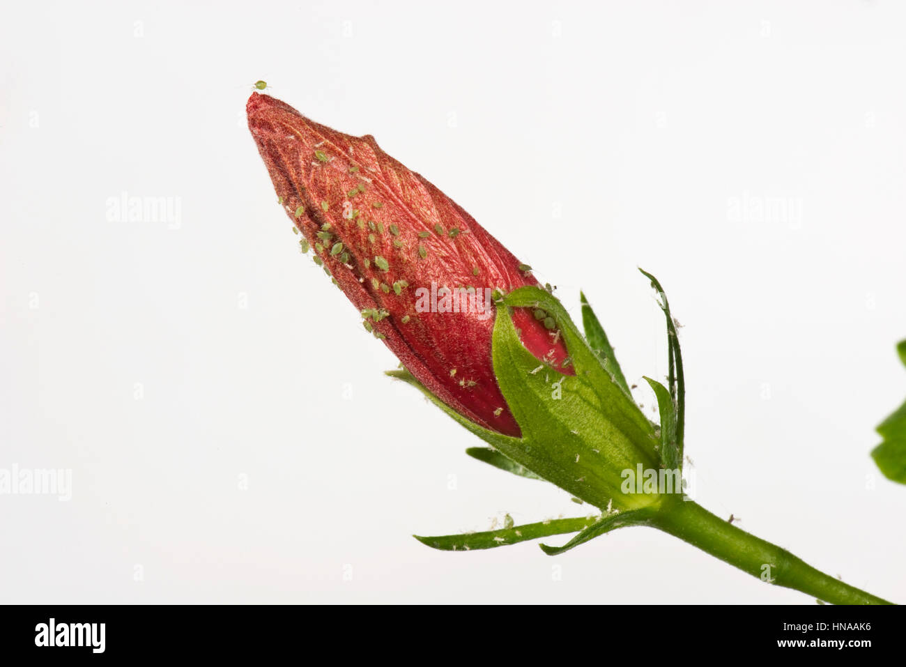 Aphids on hibiscus hi-res stock photography and images - Alamy