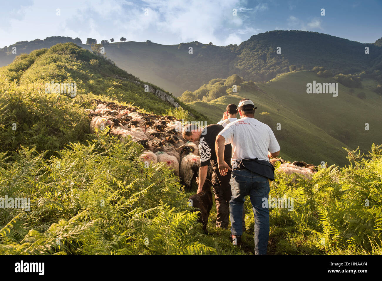Transhumance in the Basque Country (south-western France Stock Photo ...