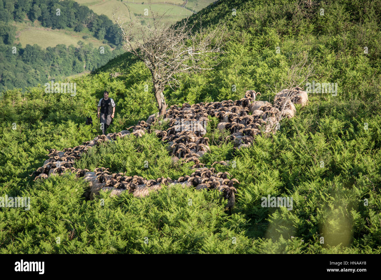 Transhumance in the Basque Country (south-western France Stock Photo ...