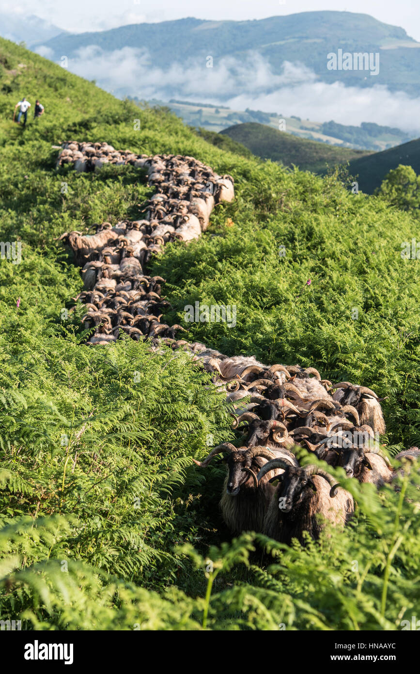 Transhumance in the Basque Country (south-western France Stock Photo ...