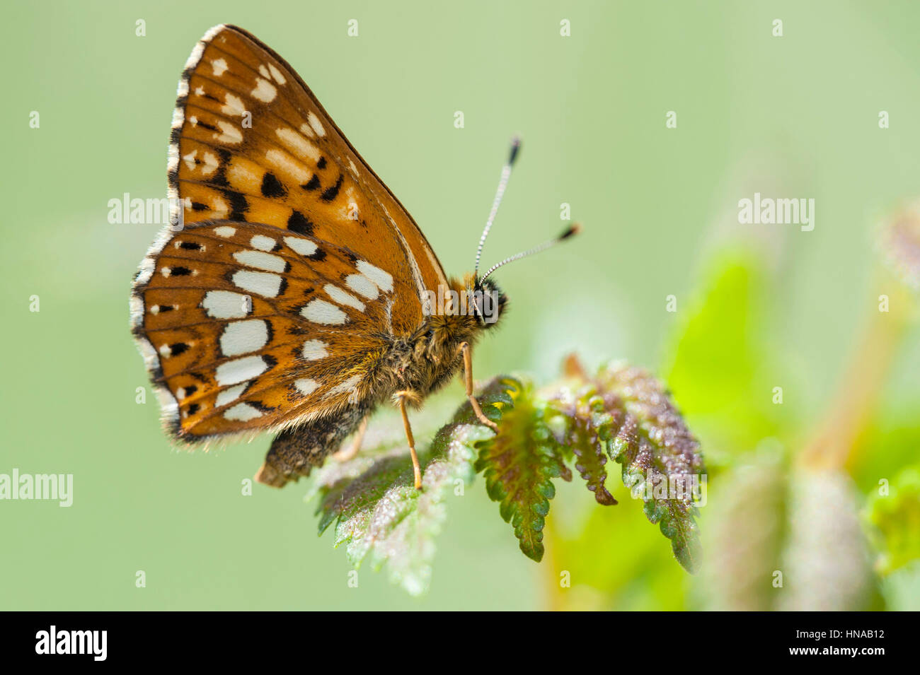Butterfly, Duke of Burgundy (Hamearis lucina Stock Photo - Alamy