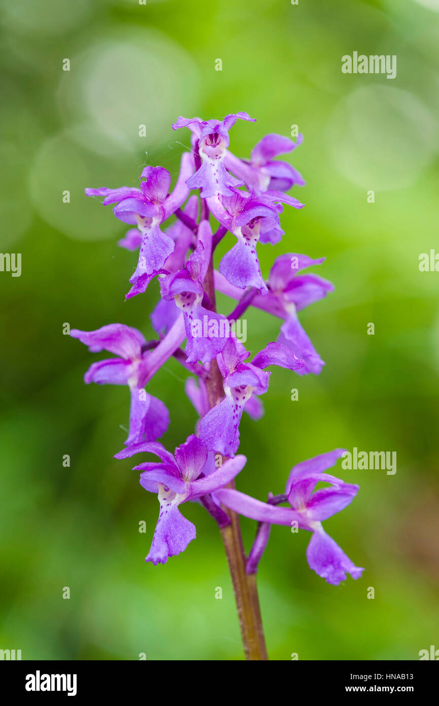 Orchis de fuchs hi-res stock photography and images - Alamy