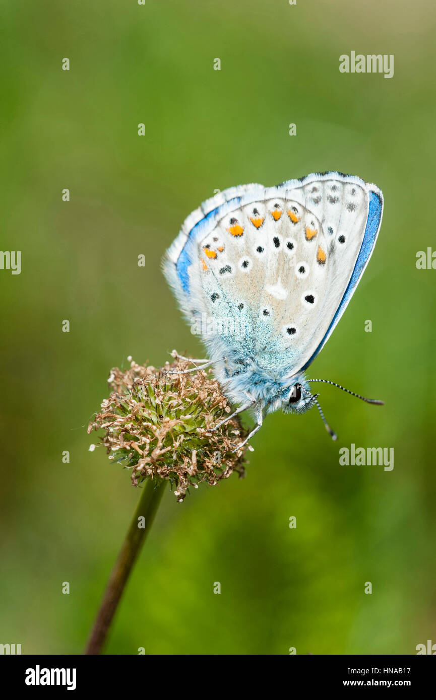 Butterfly, Adonis blue (Lysandra bellargus Stock Photo - Alamy