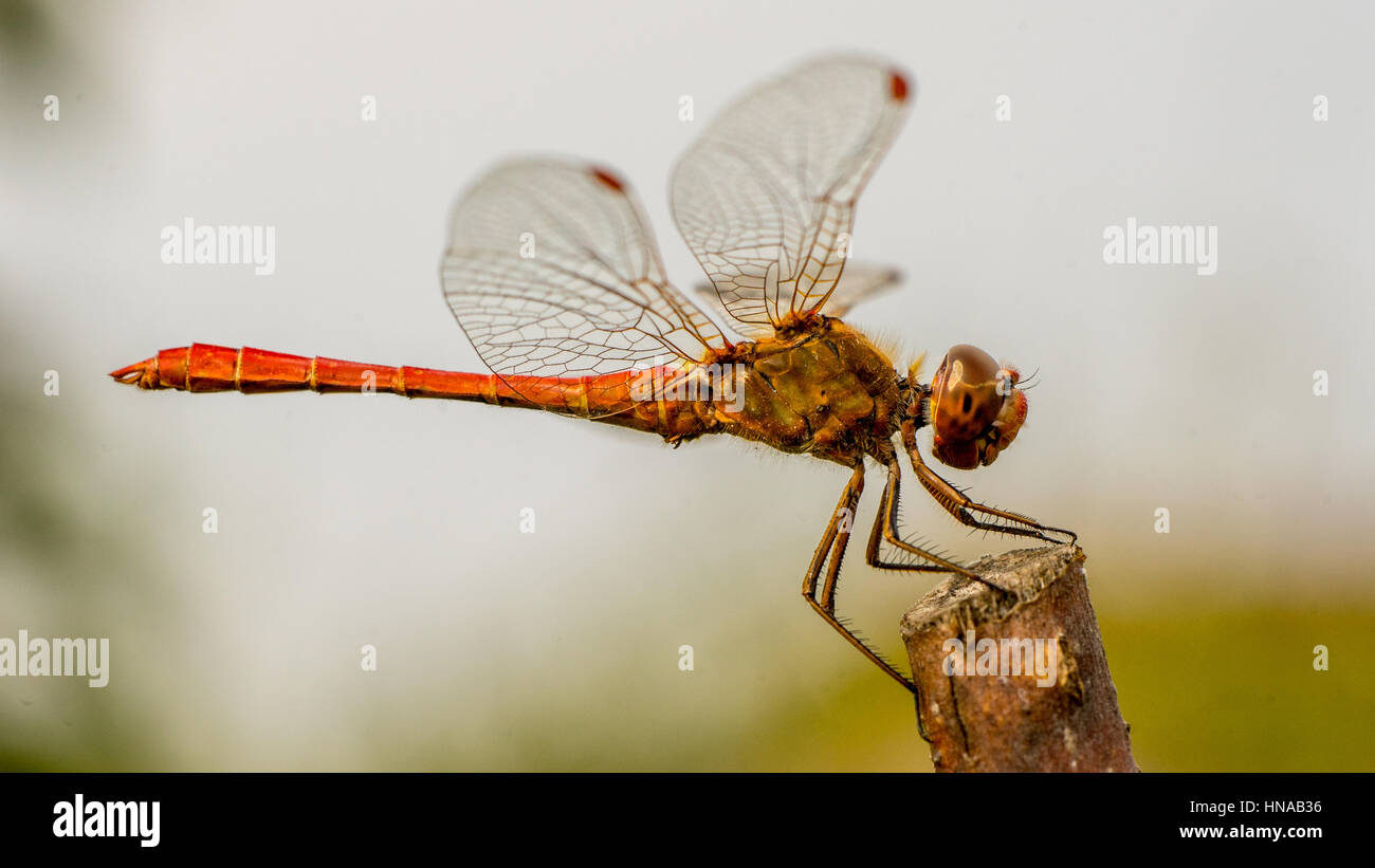 dragonfly closeup side view Stock Photo - Alamy