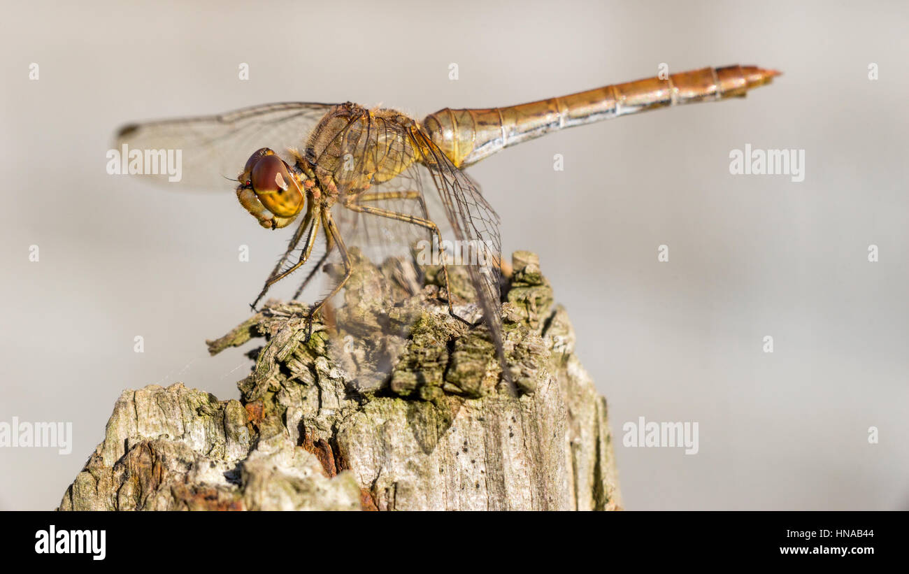 Dragonfly insect macro closeup hi-res stock photography and images - Alamy