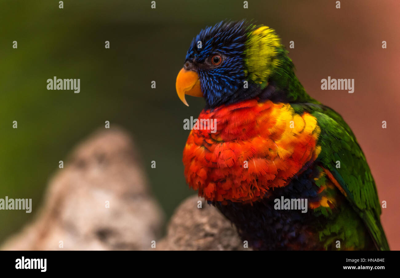 The Rainbow lori (Trichoglossus moluccanus) a species of parrot living ...