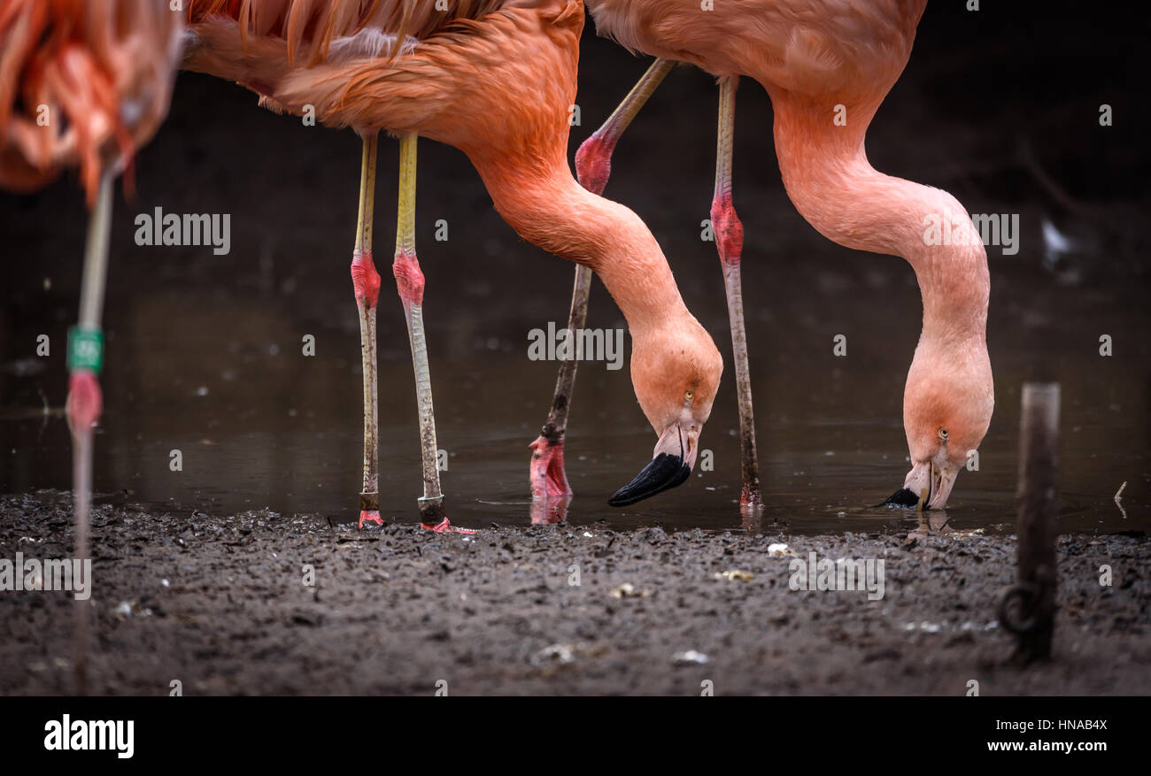 Flamingos or flamingoes (Phoenicopteridae). Flamingos are very social ...