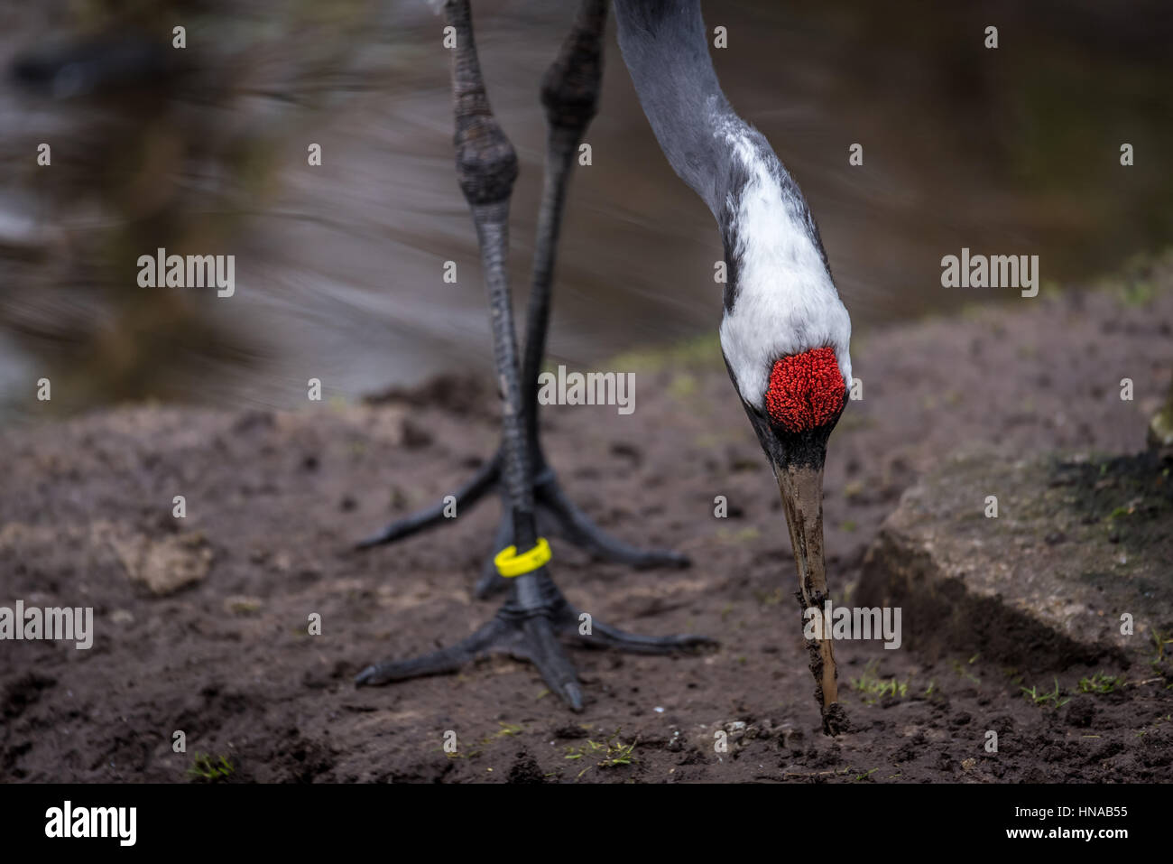 The red-crowned crane (Grus japonensis), also called the Japanese crane ...