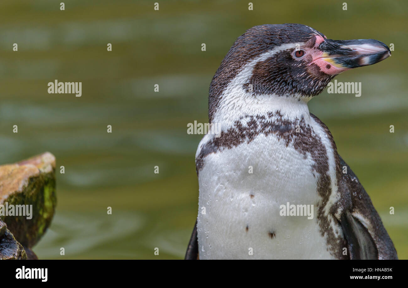 Penguins (Magellanic penguins) are a group of aquatic, flightless birds ...