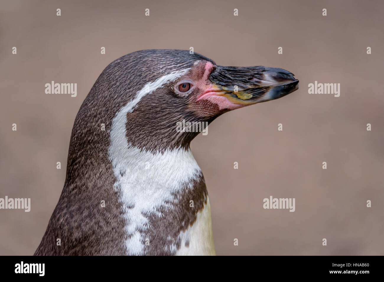 Penguins (Magellanic penguins) are a group of aquatic, flightless birds ...