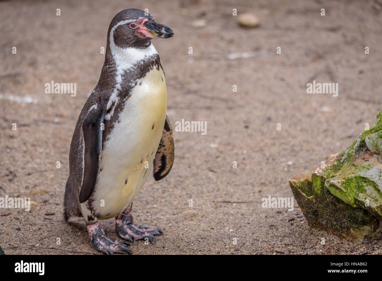 Penguins (Magellanic penguins) are a group of aquatic, flightless birds ...