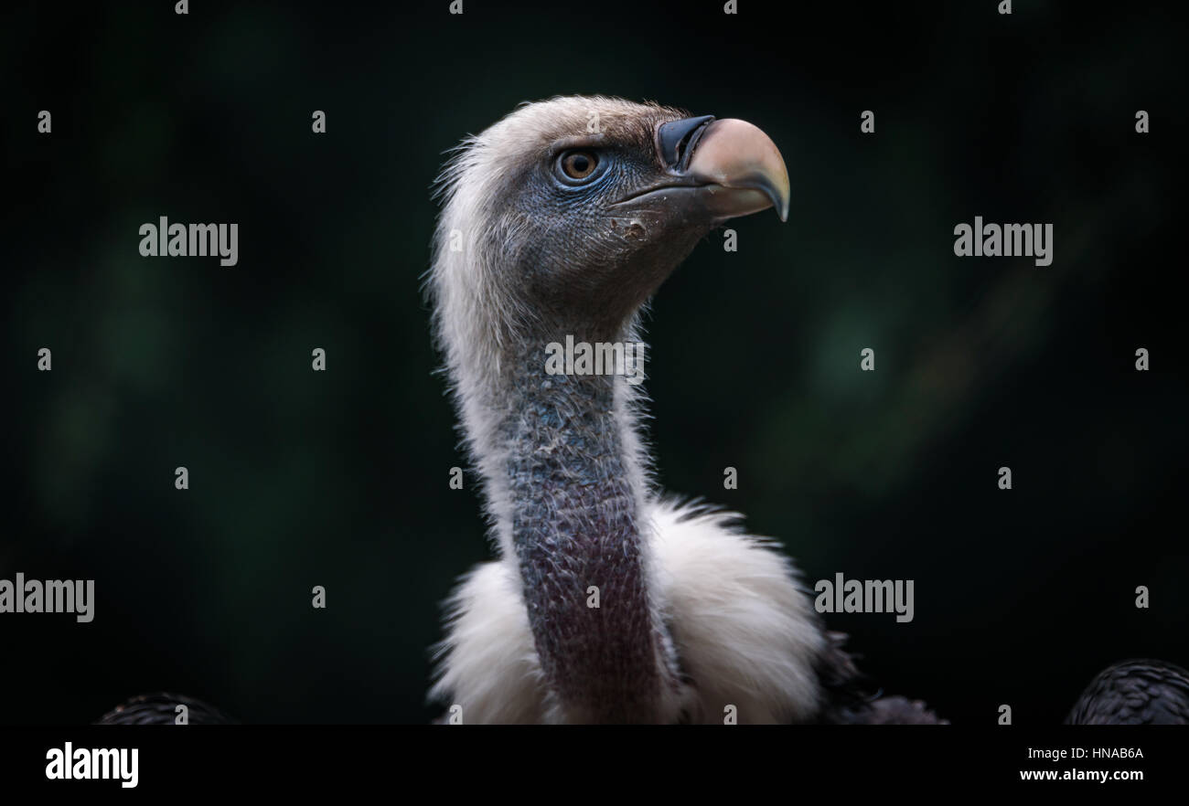 Vultures rarely attack healthy animals, but may kill the wounded or ...
