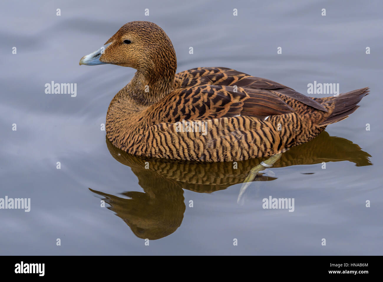 King Eider Hen