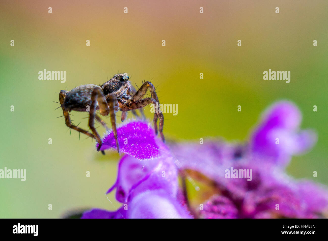 small spider on flower Stock Photo - Alamy