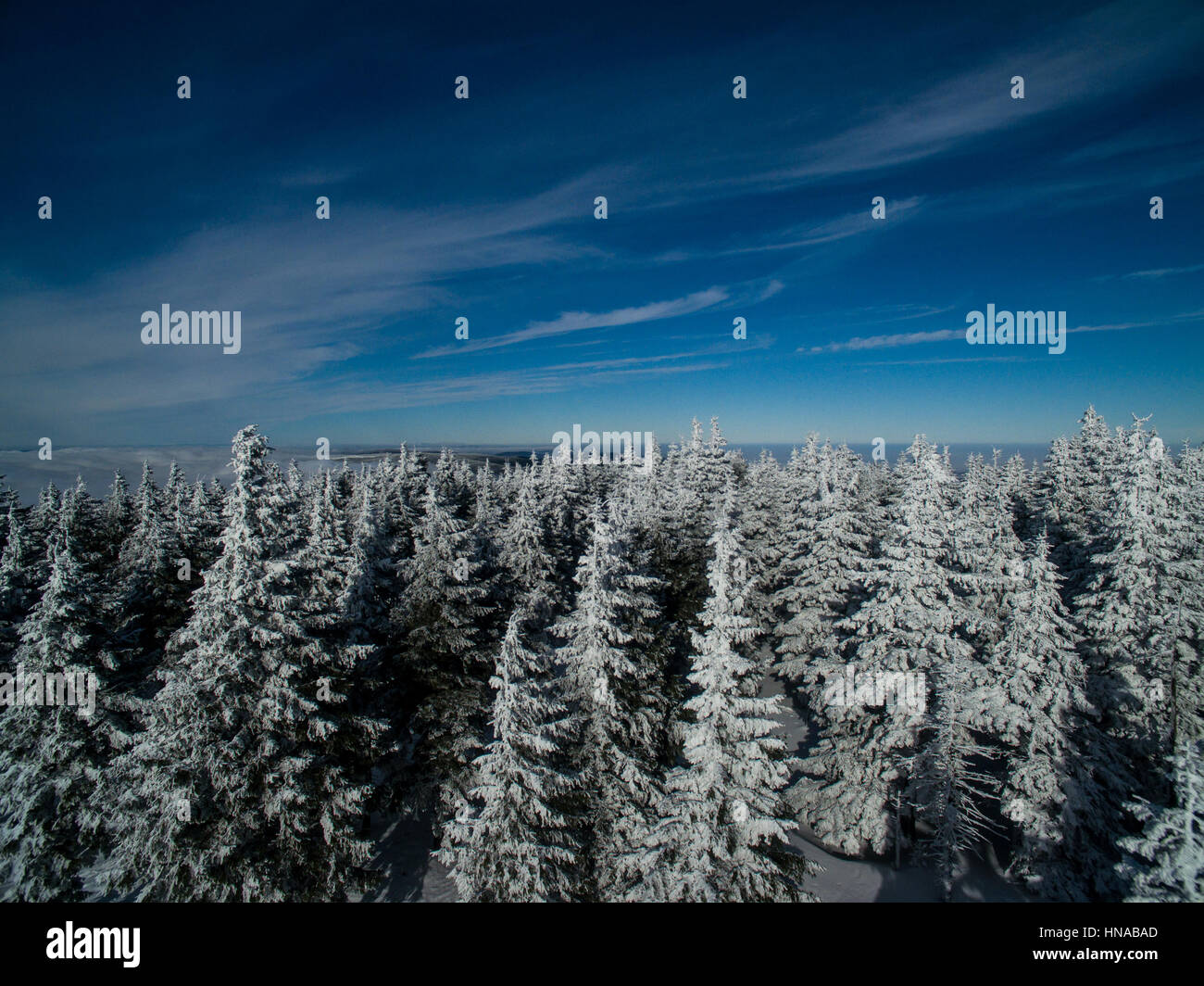 Aerial view of winter forest - trees covered with snow Stock Photo - Alamy