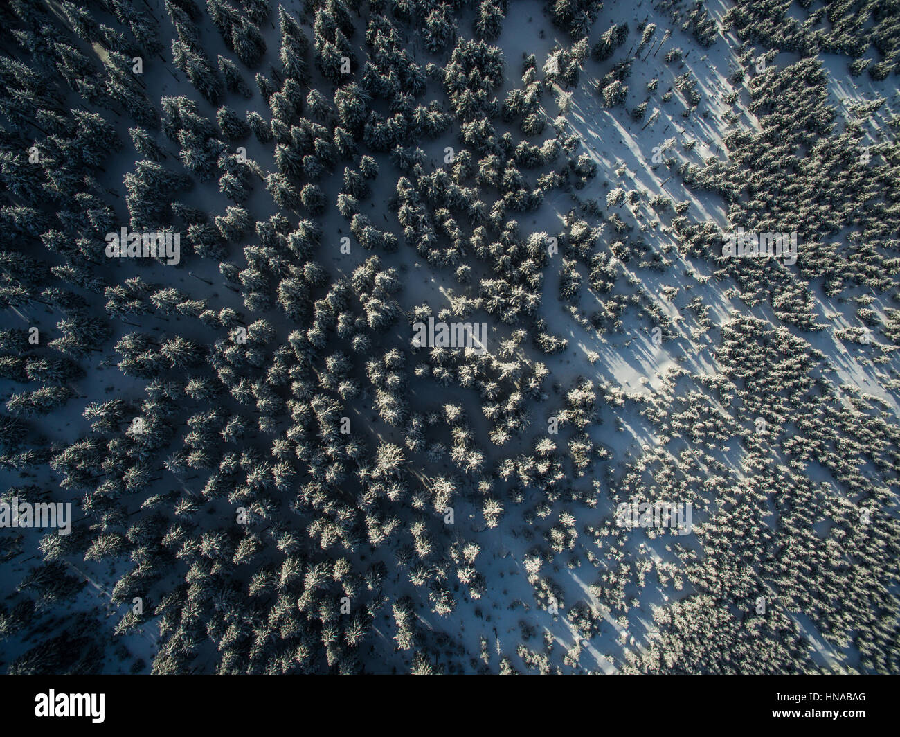 Aerial view of winter forest - trees covered with snow Stock Photo - Alamy
