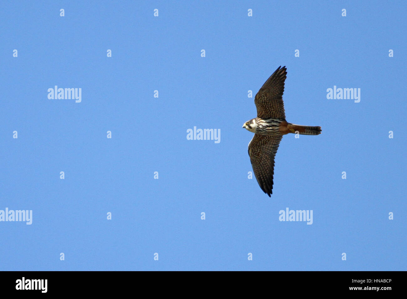 Hobby raptor or falco subbuteo falcon or hawk in mid flight and close ...