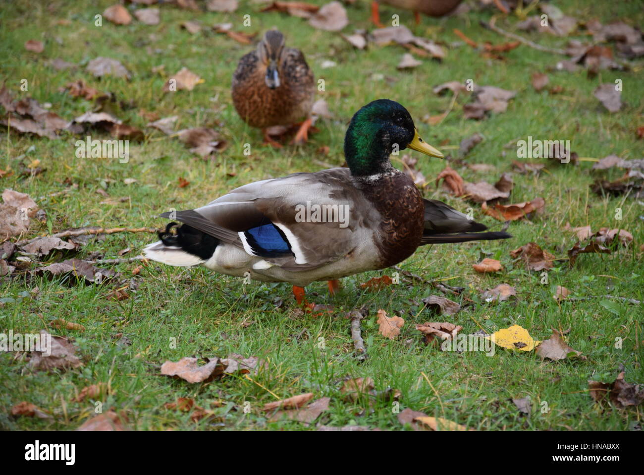 A survivor duck nursed in the park, living in the half frozen lake and ...